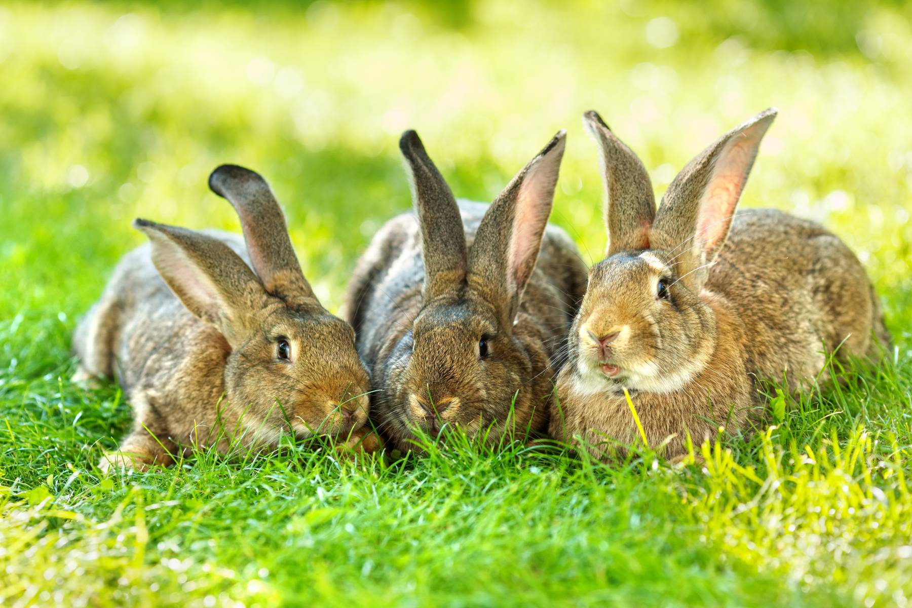 The Guide to Raising and Breeding Rabbits for Meat – Mother Earth News
